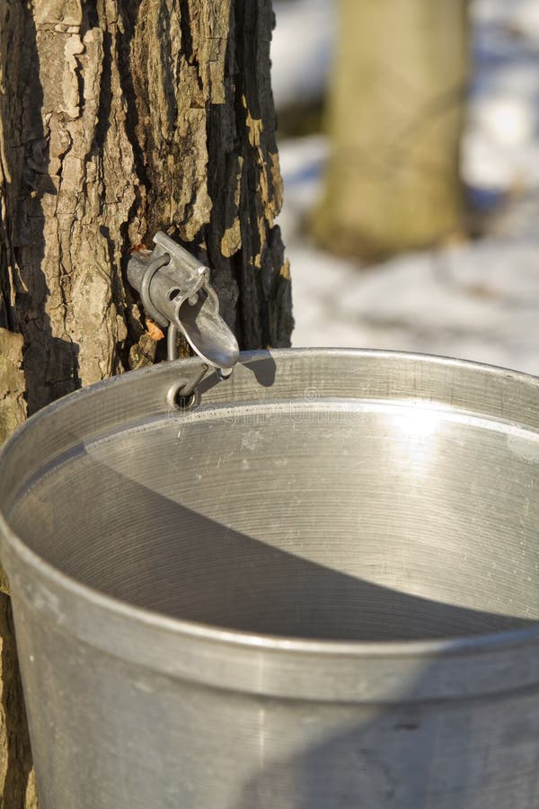 Maple Sugar Tap in Tree stock photo. Image of bubbles - 13239036
