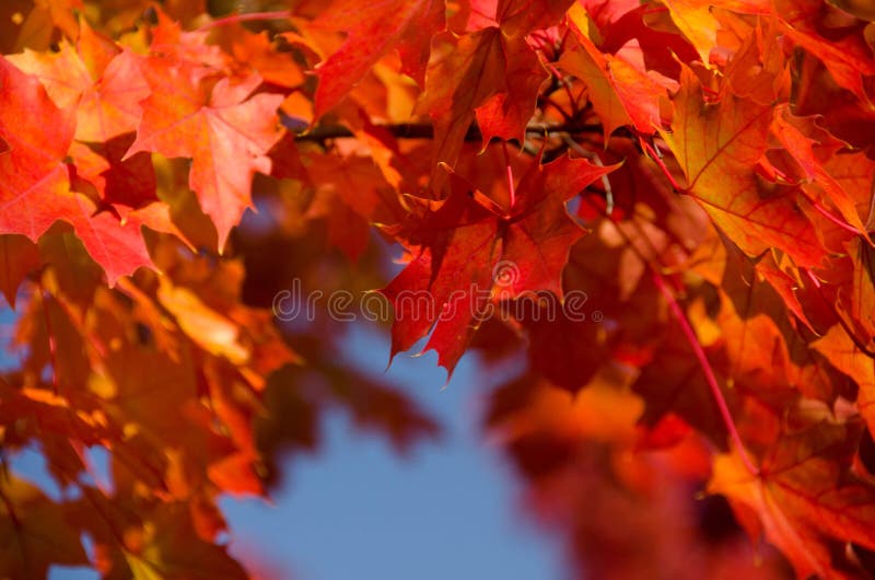 Sugar Maple Branches with Red Leaves during Late Indian Summer - Stock ...