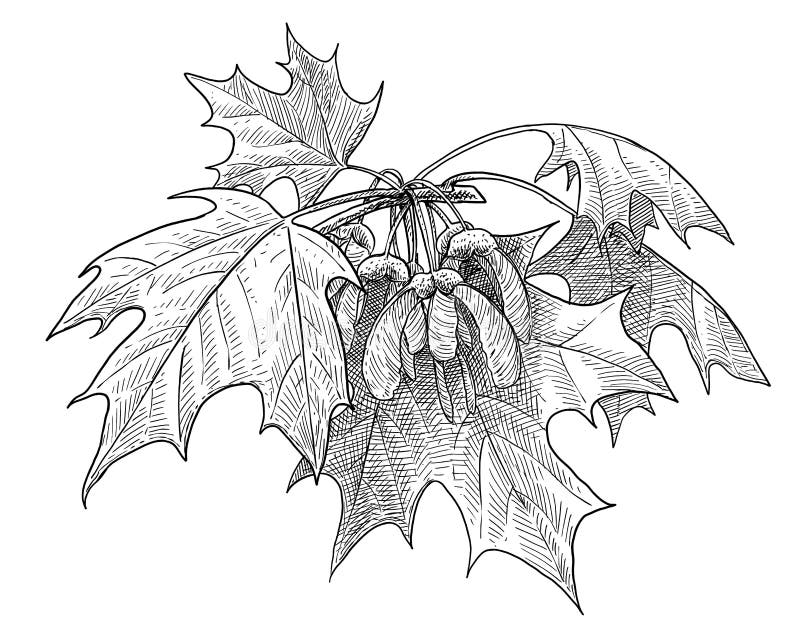 Maple Branch Line Drawing Stock Illustrations – 1,133 Maple Branch Line ...