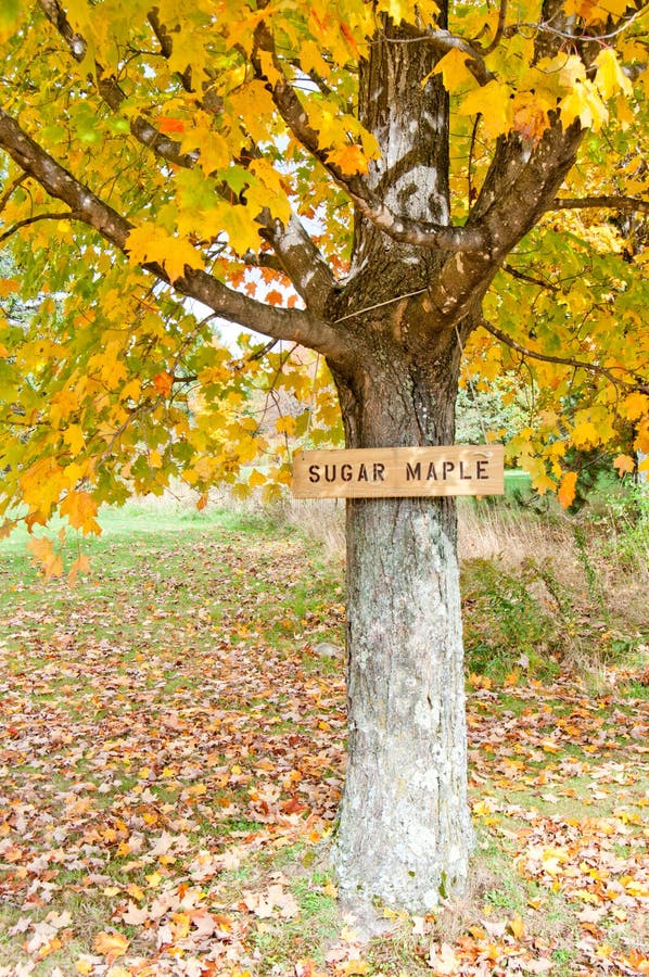Sugar Maple trees stock image. Image of fresh, vein, autumn - 3488549