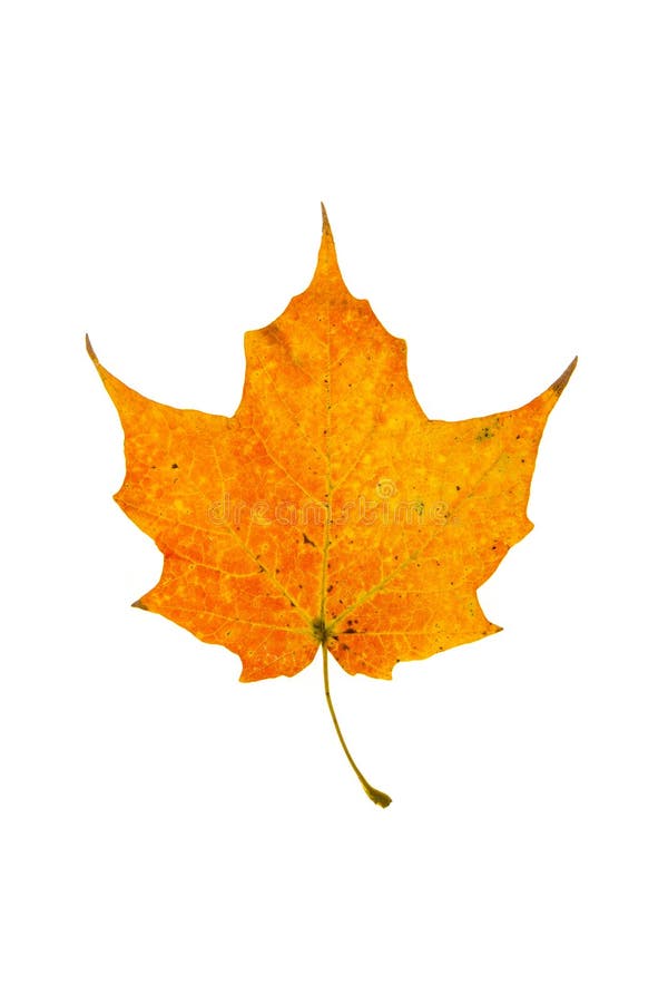 Sugar Maple Leaf Isolated stock image. Image of background - 39634015