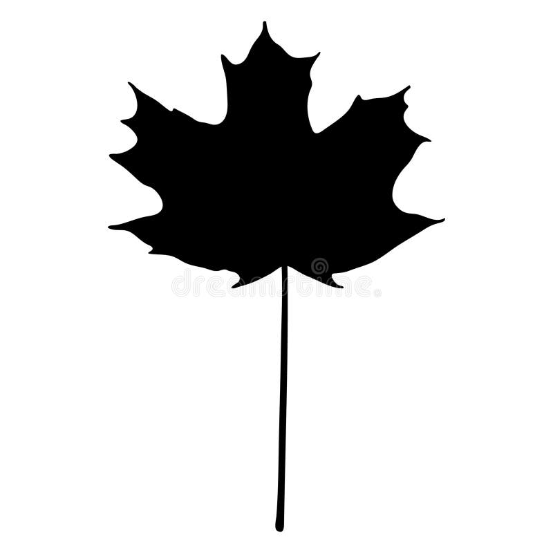 Sugar Maple Tree Leaf Silhouette Stock Vector - Illustration of contour ...