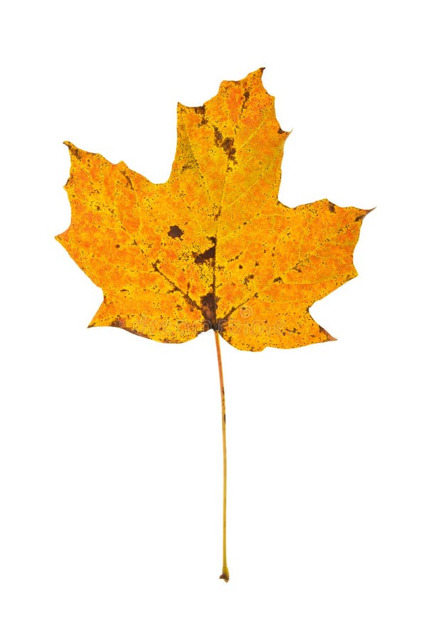 Sugar Maple Leaf stock photo. Image of natural, botany - 159523934