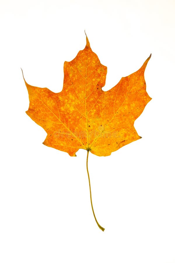 Sugar Maple Leaf Isolated stock image. Image of background - 39634015