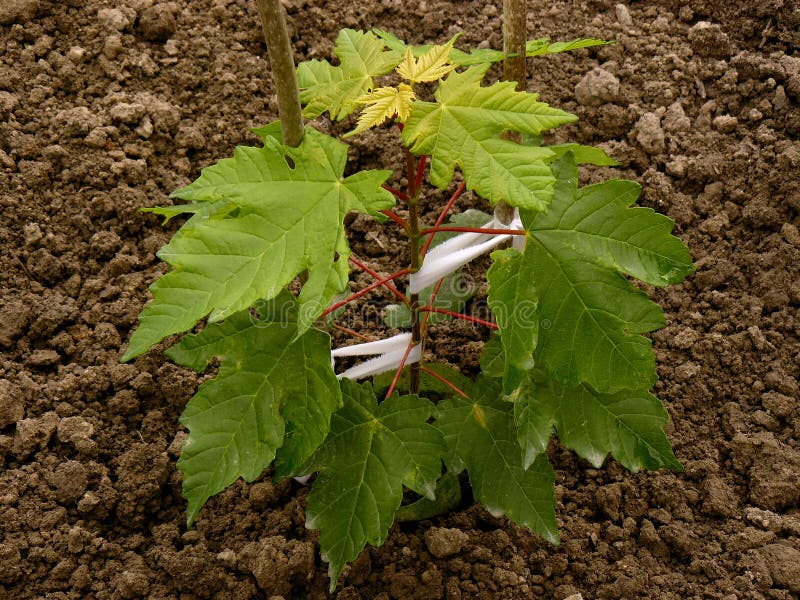 Sugar maple sapling stock image. Image of raise, grow - 42469283
