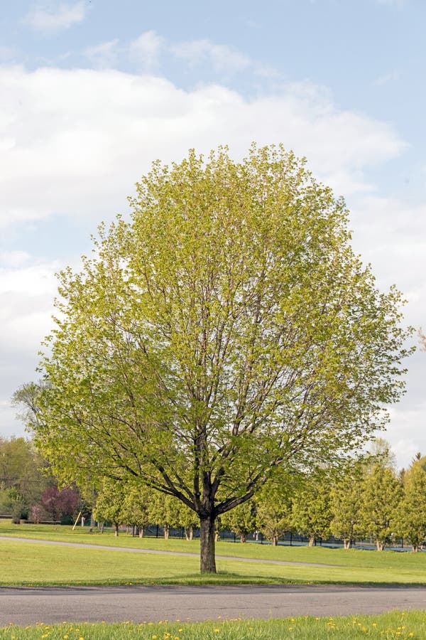 Maple tree isolated stock photo. Image of isolated, foliage - 16406564