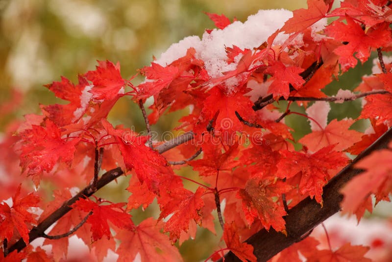 Sugar Maple Tree Branch with Fresh Snow Stock Image - Image of fall ...