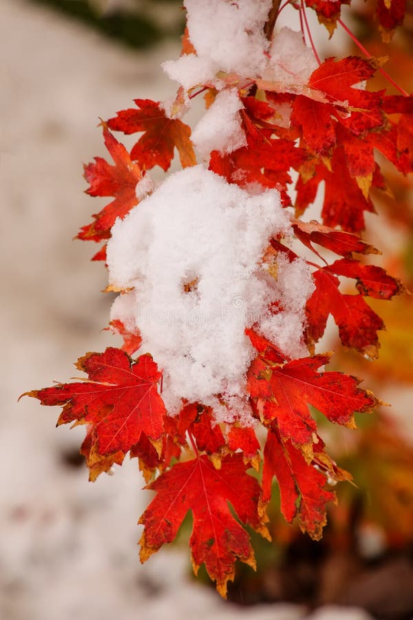 Sugar Maple Tree Branch with Fresh Snow Stock Photo - Image of seasonal ...