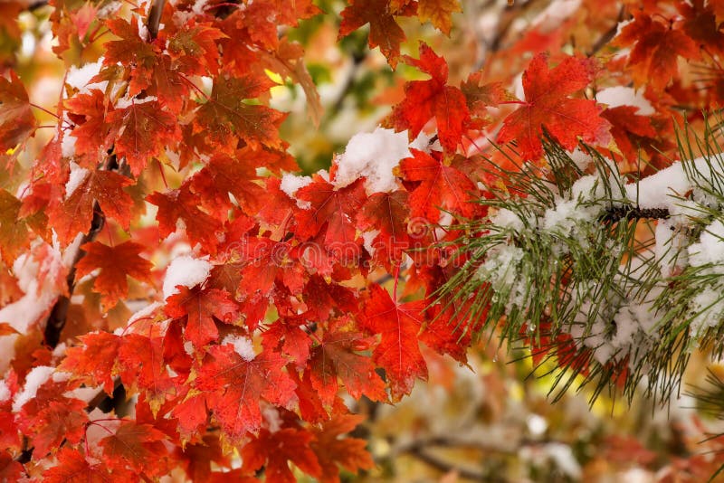 Sugar Maple Tree Branch with Fresh Snow Stock Photo - Image of branch ...