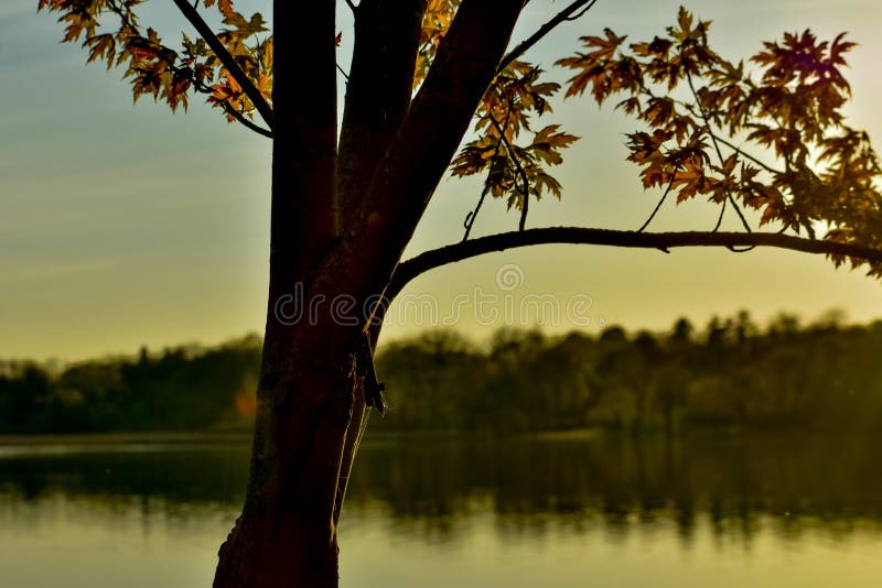 Oak Tree in Early Spring - England Stock Image - Image of scenic, field ...