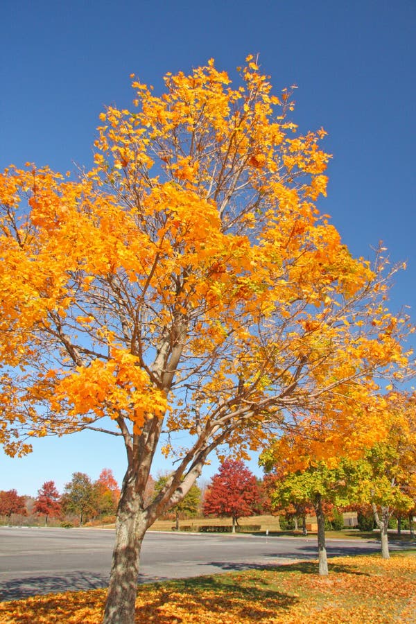 Sugar Maple tree in autumn stock image. Image of tree - 67716215