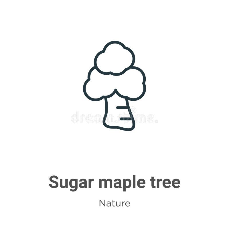 Sugar Maple Trees Stock Illustrations – 90 Sugar Maple Trees Stock ...