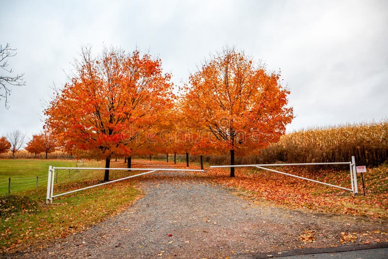 Sugar Maple Trees Lined Next To a Cornfield Stock Photo - Image of ...
