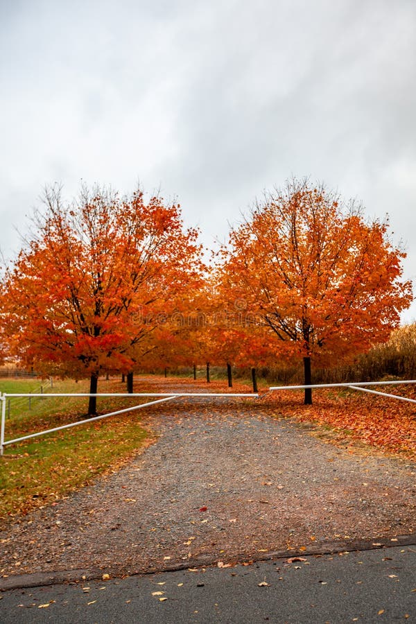 Sugar Maple Trees Lined Next To a Cornfield Stock Image - Image of ...