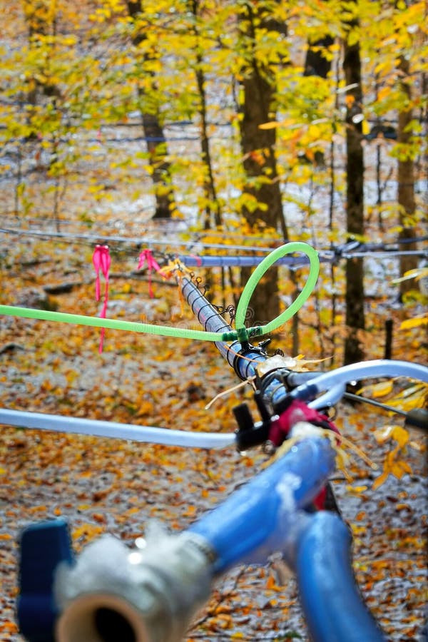 Sugar Maple Trees with a Series of Lines Running through it, Carrying ...