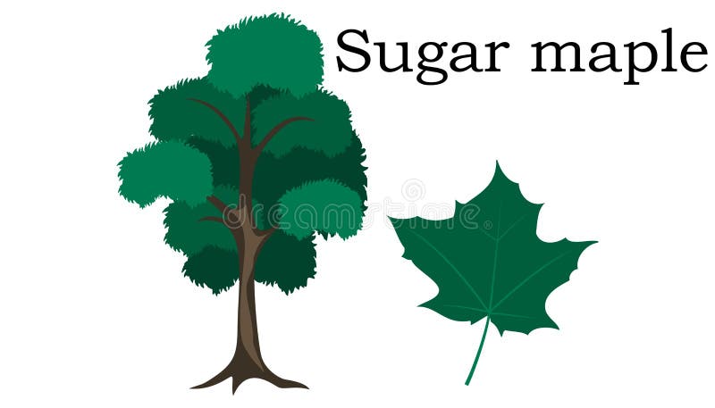 Sugar Maple Tree Leaf Drawing