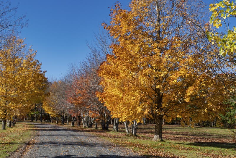 Sugar Maple Splendor stock photo. Image of leaf, autumn - 230005754