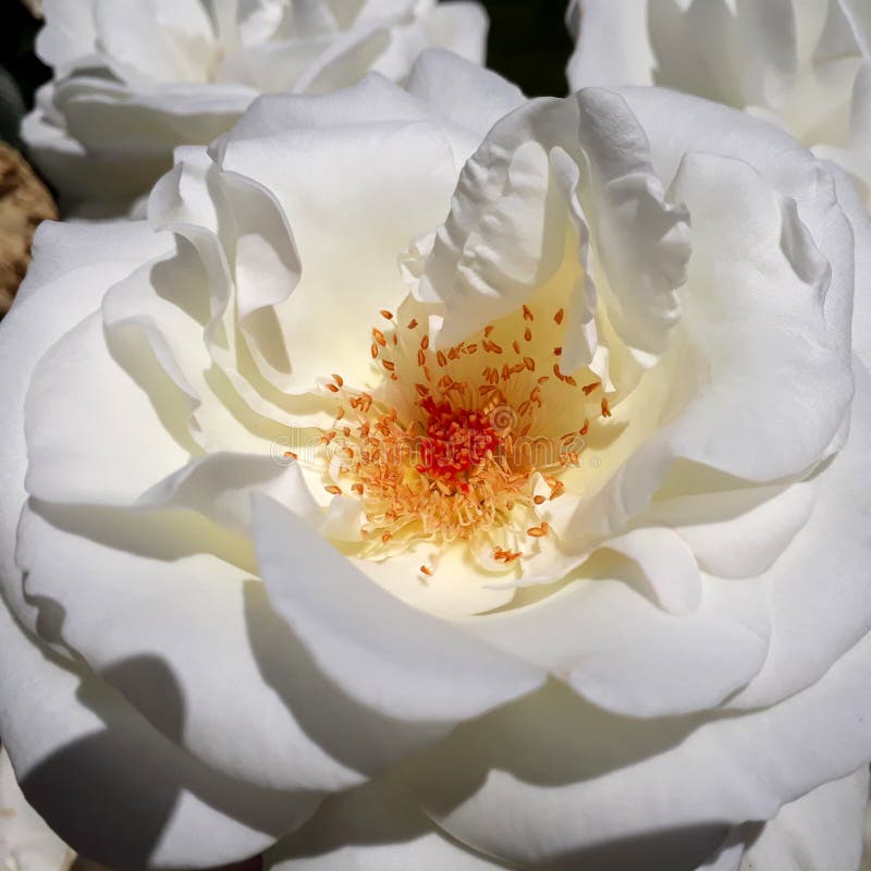 Sugar Moon Rose 02 stock image. Image of natural, garden - 203528397