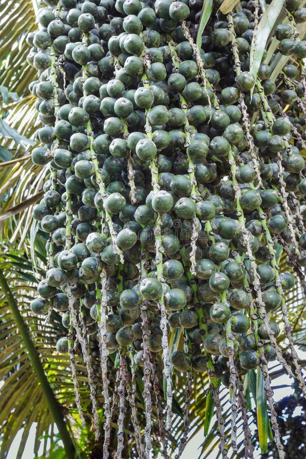 Sugar Palm, Candy Palm, Palm Bunch Stock Photo - Image of bunch, leaf ...