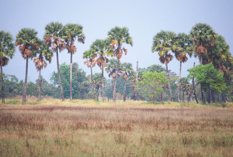 Sugar palm field stock photo. Image of asia, natural - 32451772