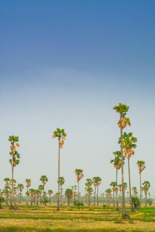 Sugar palm fields stock photo. Image of view, fields - 40595268