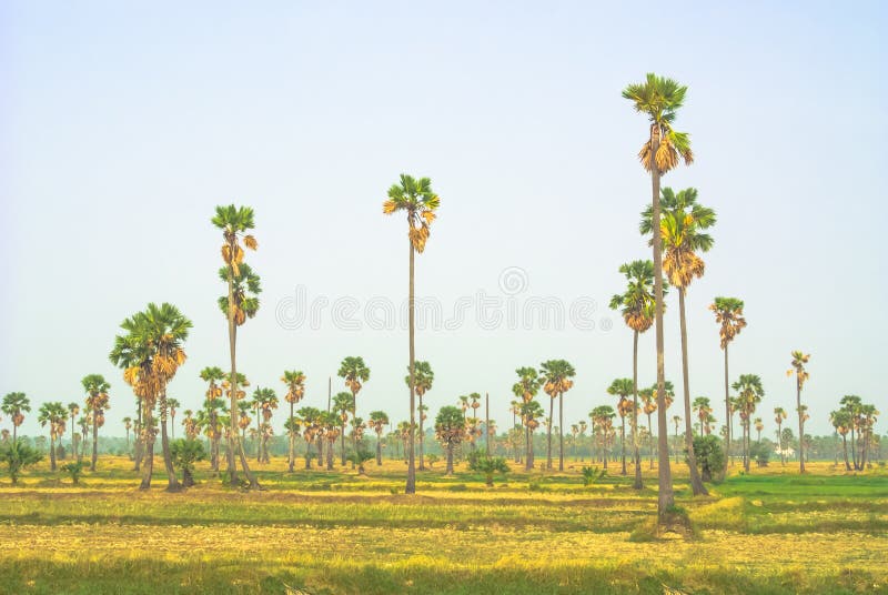 Sugar palm fields. stock image. Image of detail, nature - 44671173
