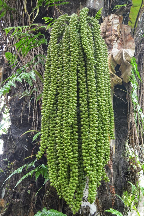 Sugar palm fruit stock photo. Image of optimistic, rain - 302445172