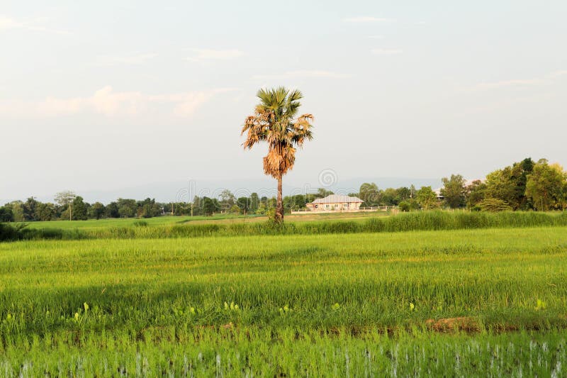 Sugar Palm in Green Rice Paddy Field Stock Image - Image of rural ...