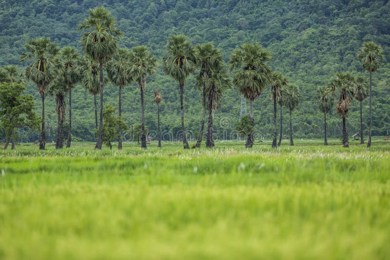 Fields with palm trees. stock image. Image of farm, pasture - 33275539