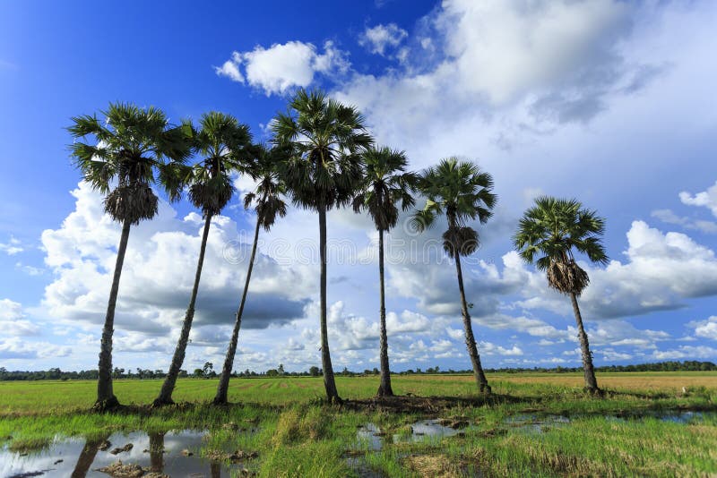 Fields with palm trees. stock image. Image of farm, pasture - 33275539