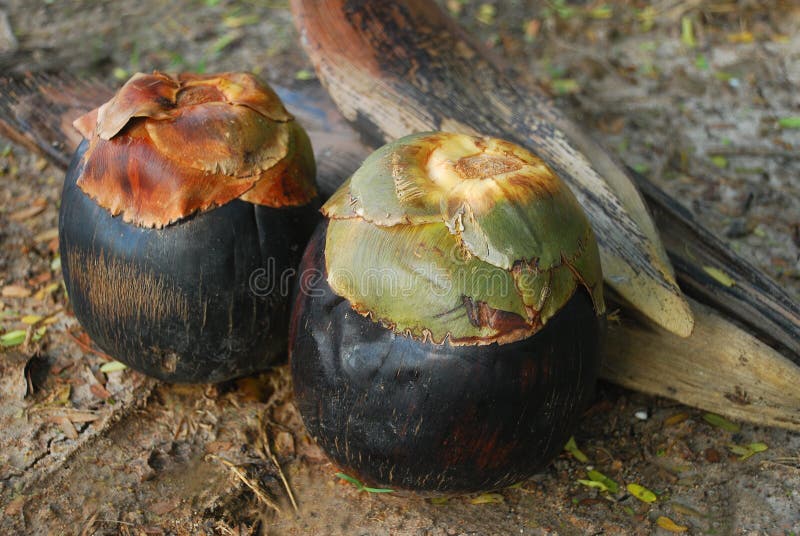 Sugar palm ripe stock image. Image of asia, palmyra, fiber - 54533371