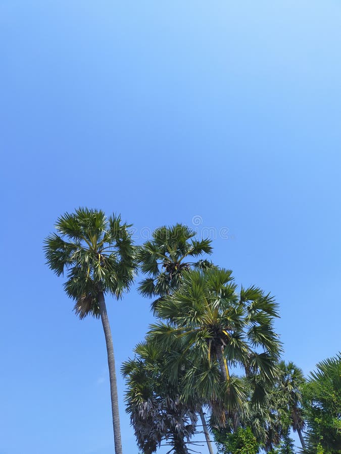 Sugar palm tree stock image. Image of countryside, palm - 169266147