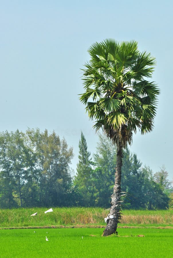 Sugar palm tree. stock image. Image of beauty, agriculture - 27339057