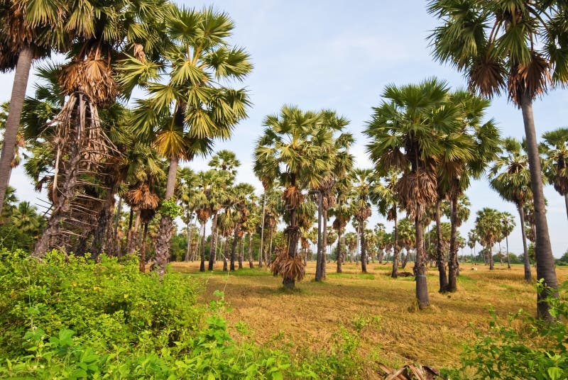 Sugar palm tree stock photo. Image of grass, garden, field - 28286938