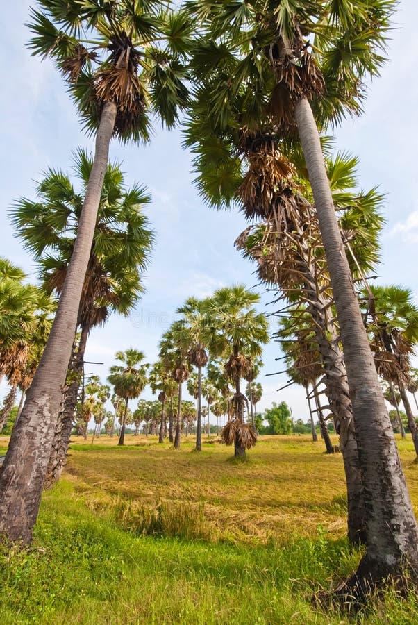 Sugar palm tree stock image. Image of food, farm, agriculture - 28286957