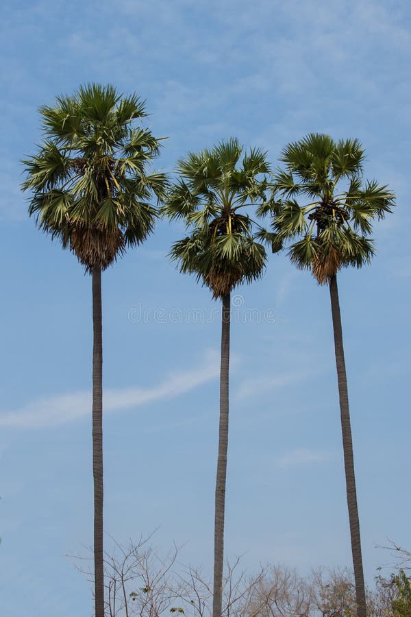Sugar palm tree stock photo. Image of botany, lone, beautiful - 29473378