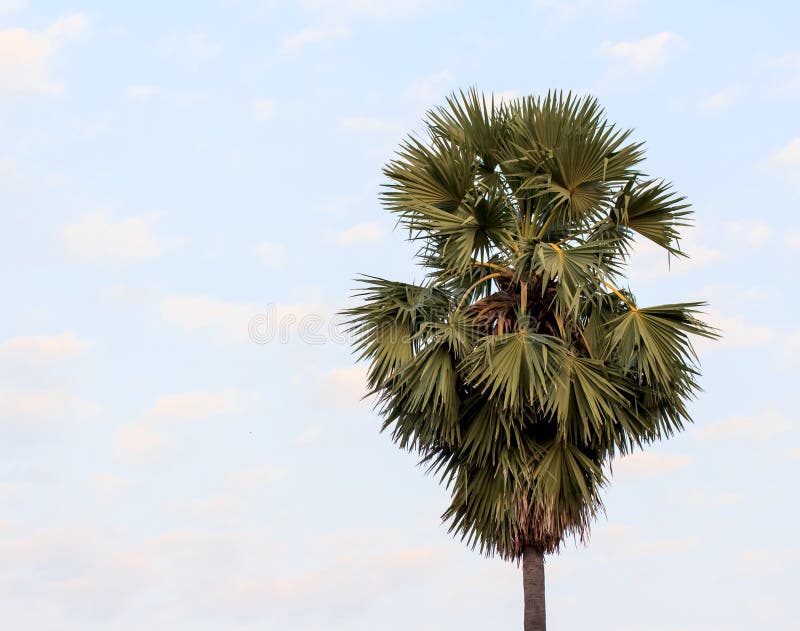 Sugar palm tree alone. stock photo. Image of high, flora - 103933750