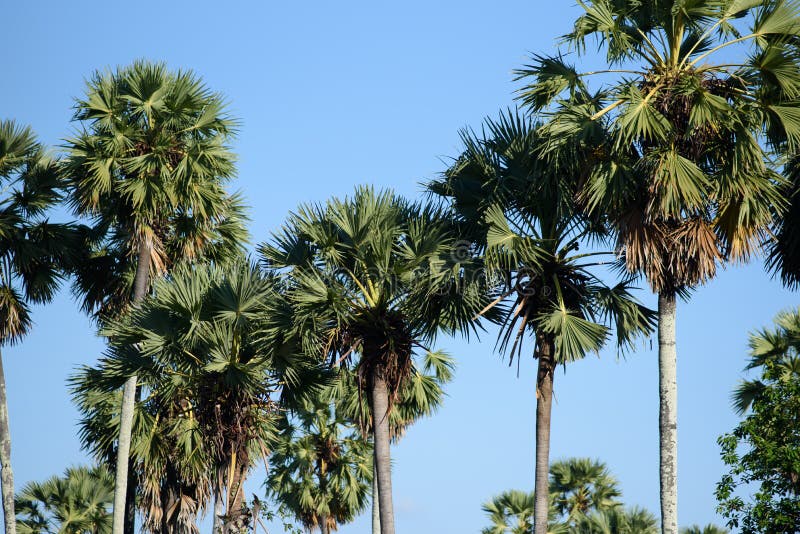 Sugar palm Tree stock photo. Image of forest, thai, feilds - 97605424