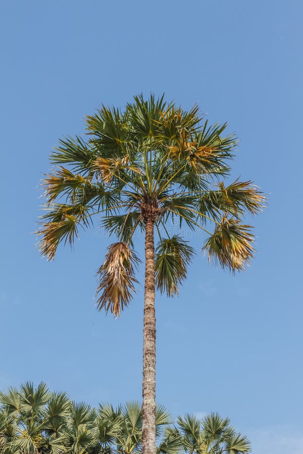 Sugar palm tree stock image. Image of decoration, agriculture - 31867509