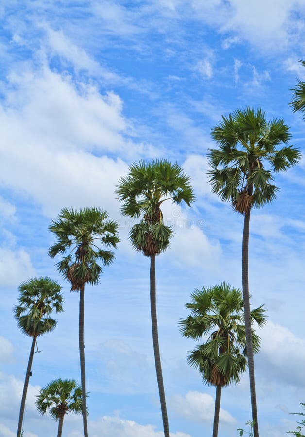 Sugar palm tree stock image. Image of landscape, sugar - 33187493