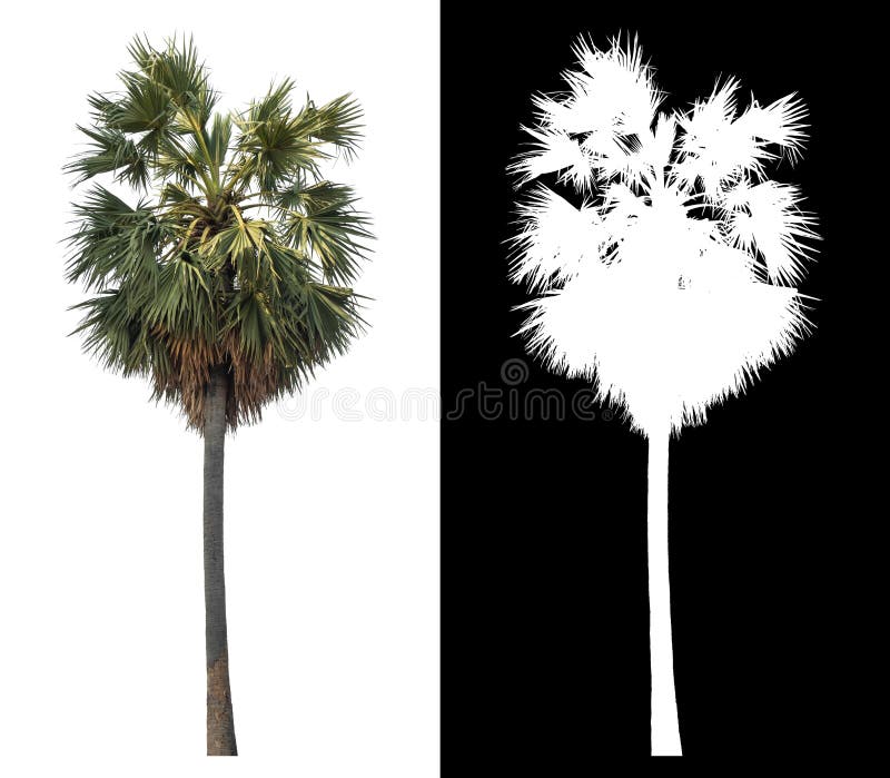 Sugar Palm Tree with Clipping Path and Alpha Channel . Stock Photo ...