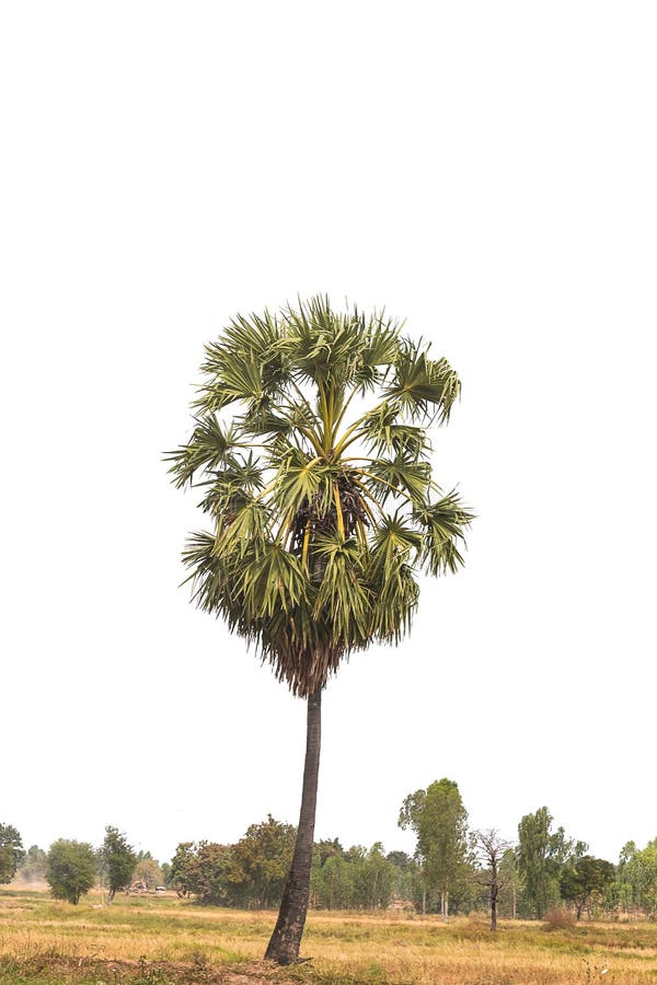 Sugar palm tree stock photo. Image of tropical, flora - 89797036