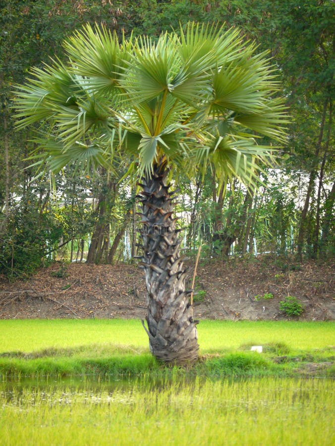 SUGAR PALM TREE stock photo. Image of sugar, rice, vegetation - 95069982