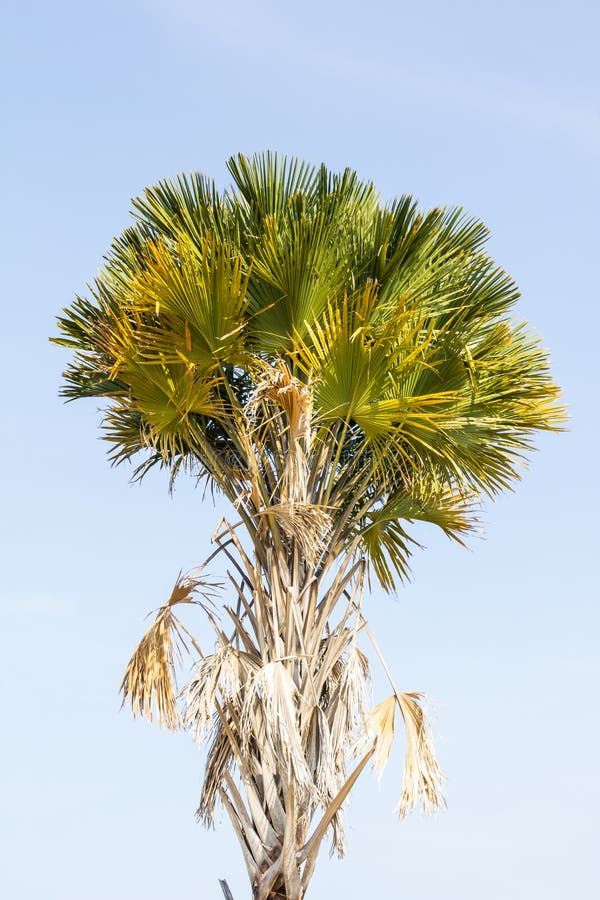 Sugar palm tree stock photo. Image of tropical, summer - 46722530