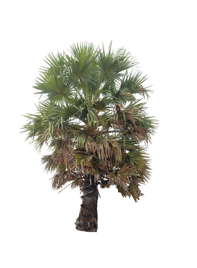 Sugar palm tree stock photo. Image of trees, object - 240631696