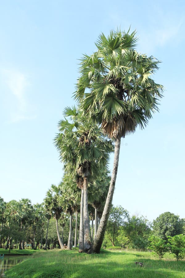 Sugar palm tree stock image. Image of cutout, leaf, botany - 52055095