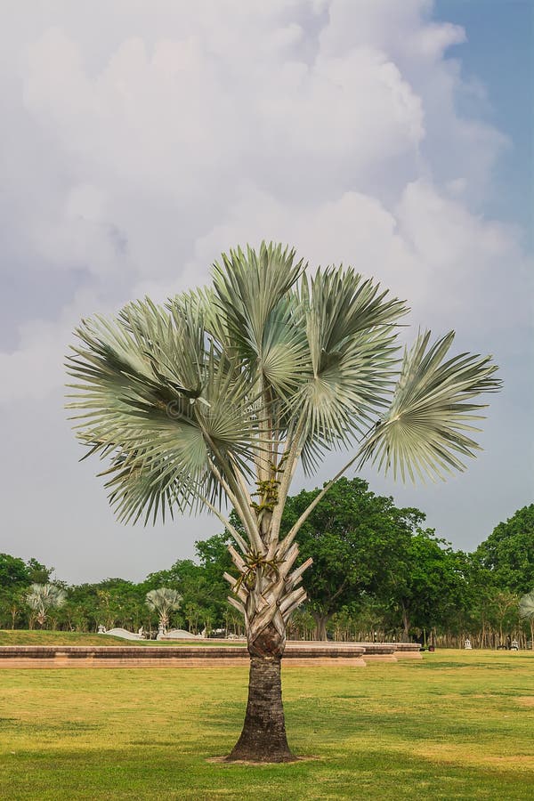 Sugar palm tree stock photo. Image of field, arecales - 93524292