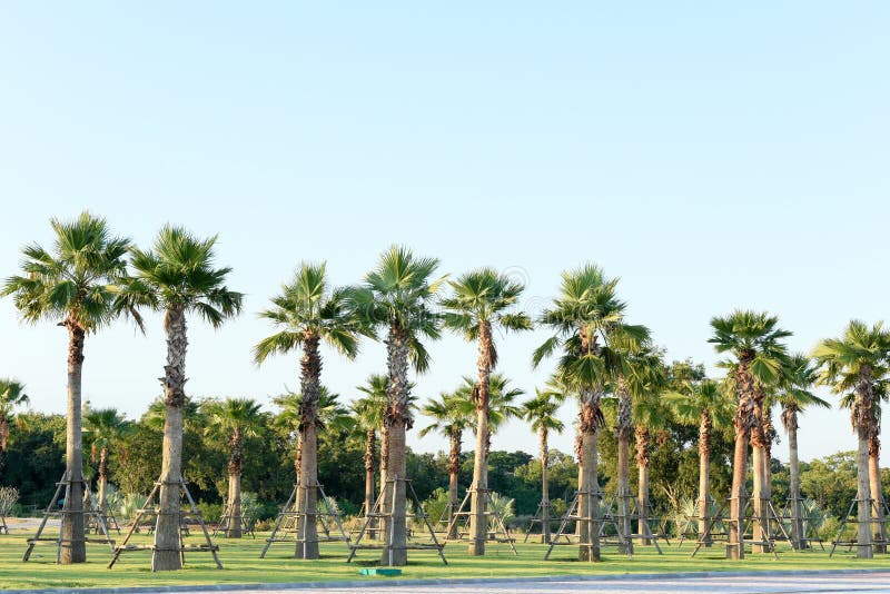 Sugar Palm Tree Relocation Plant Stock Image - Image of natural, nature ...