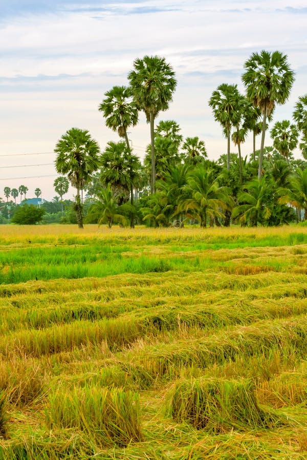 Sugar Palm Tree on Rice Field. Stock Photo - Image of fuel, garden ...