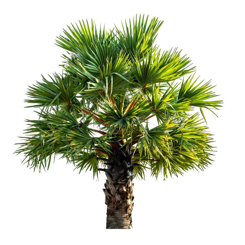Sugar palm tree stock image. Image of tree, high, ornament - 150251171